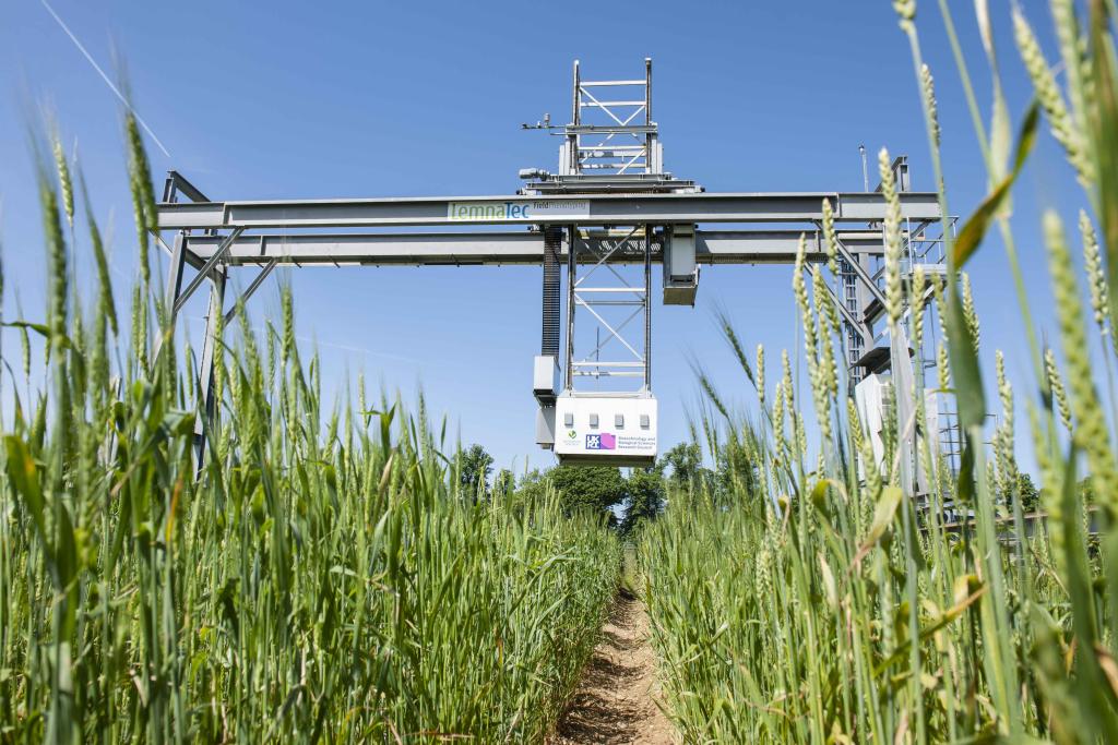 In-field phenotyping and field scanalyzer | Rothamsted Research